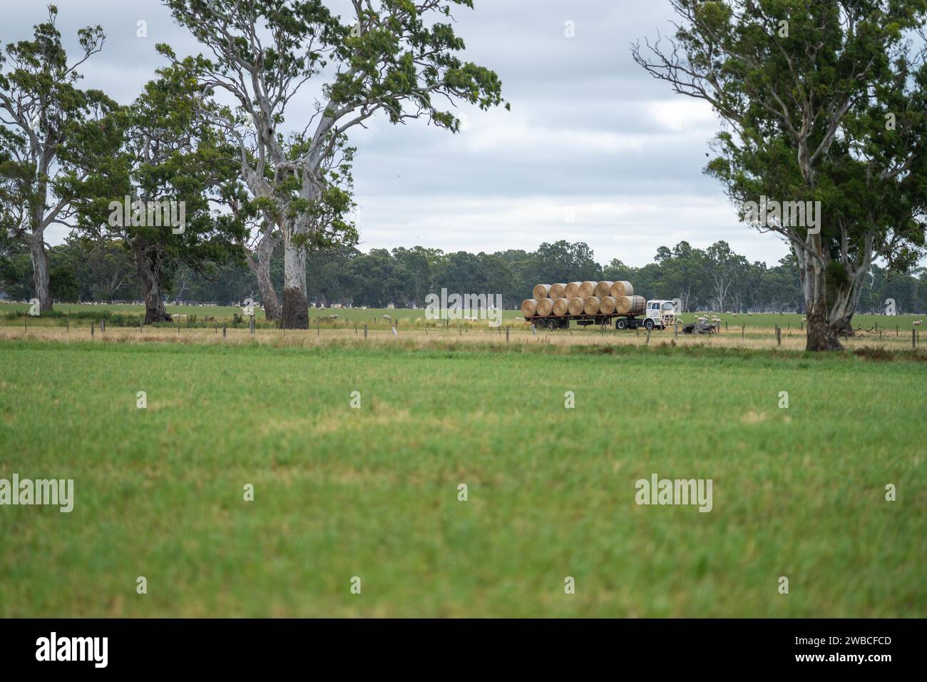 Loading hay bales on to a truck in a field in a farm in Stock Photo - Alamy