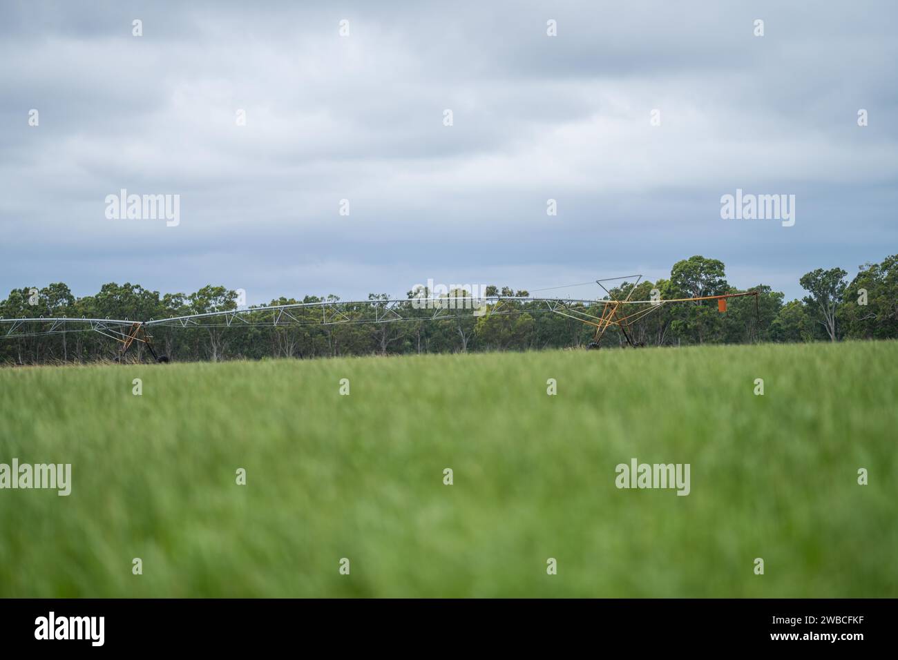 Cattle ranch farming landscape, with rolling hills and cows in fields ...