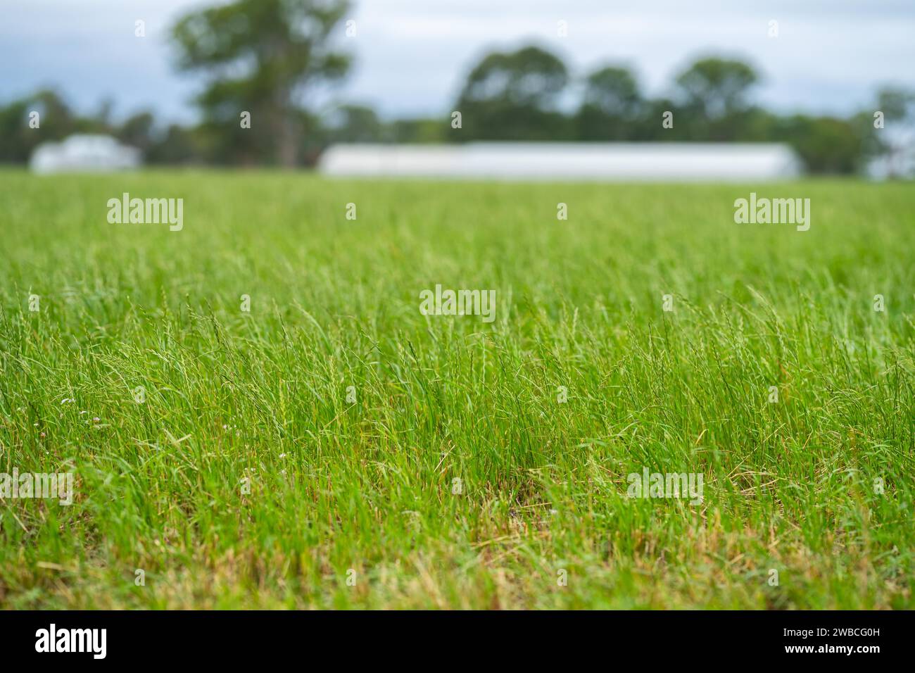 Cattle ranch farming landscape, with rolling hills and cows in fields ...