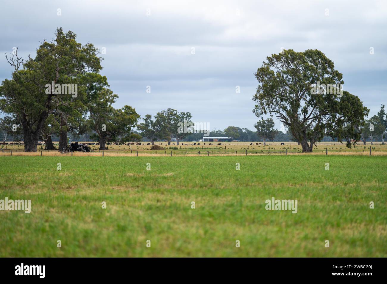beautiful green field with trees and lush green pasture growing Stock ...