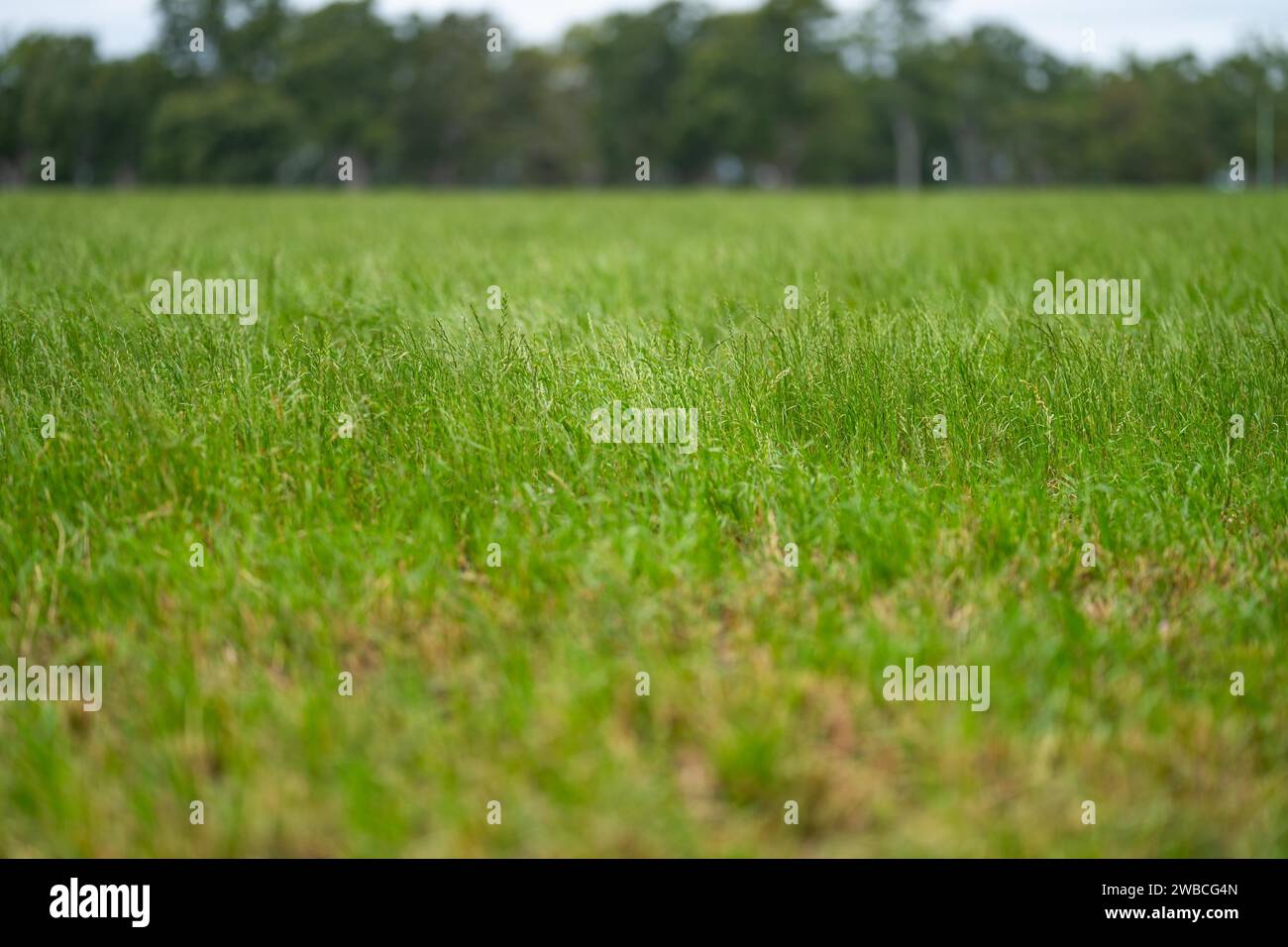 Cattle ranch farming landscape, with rolling hills and cows in fields ...