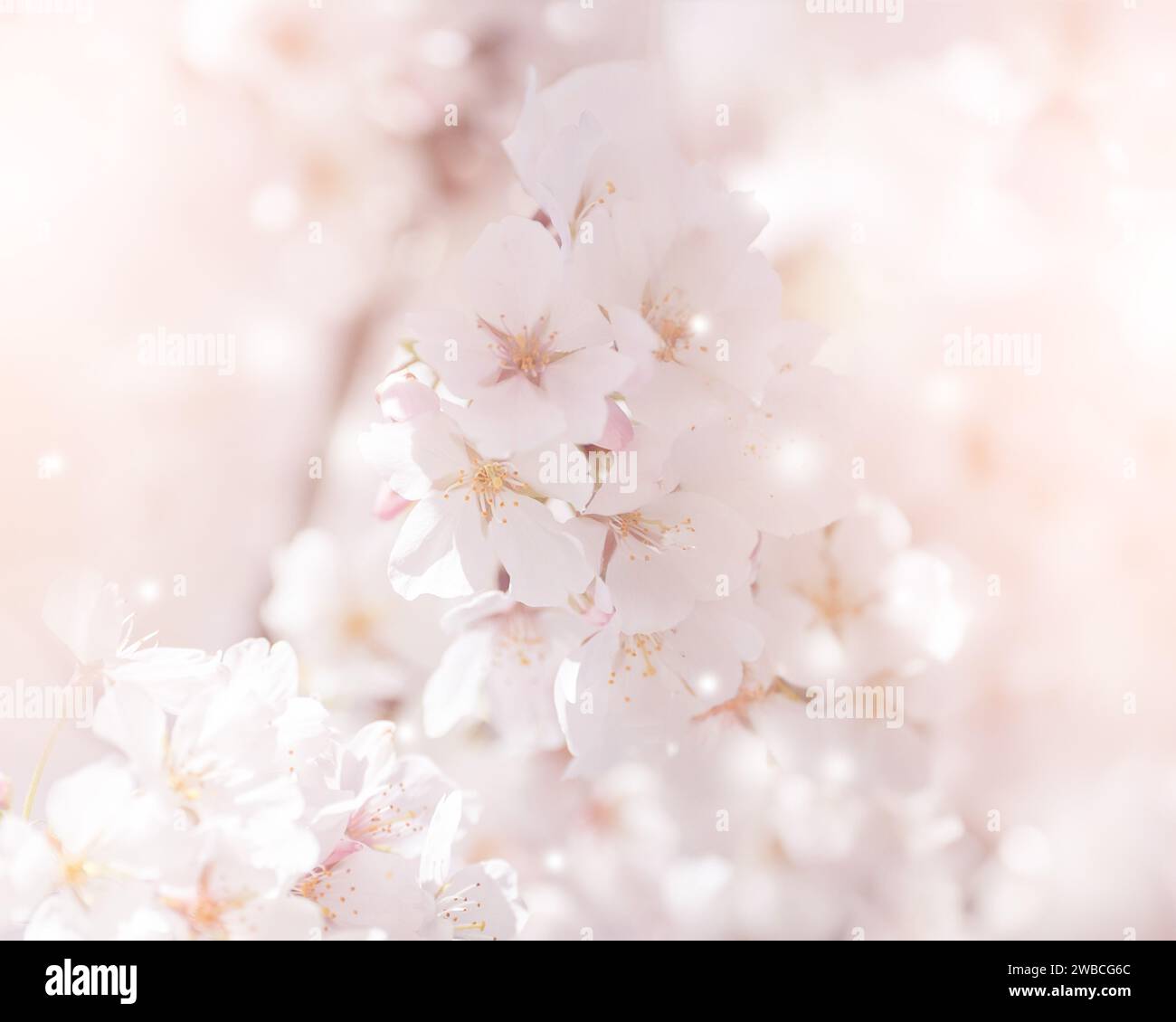 Flower and light; background or texture; spring concept Stock Photo - Alamy