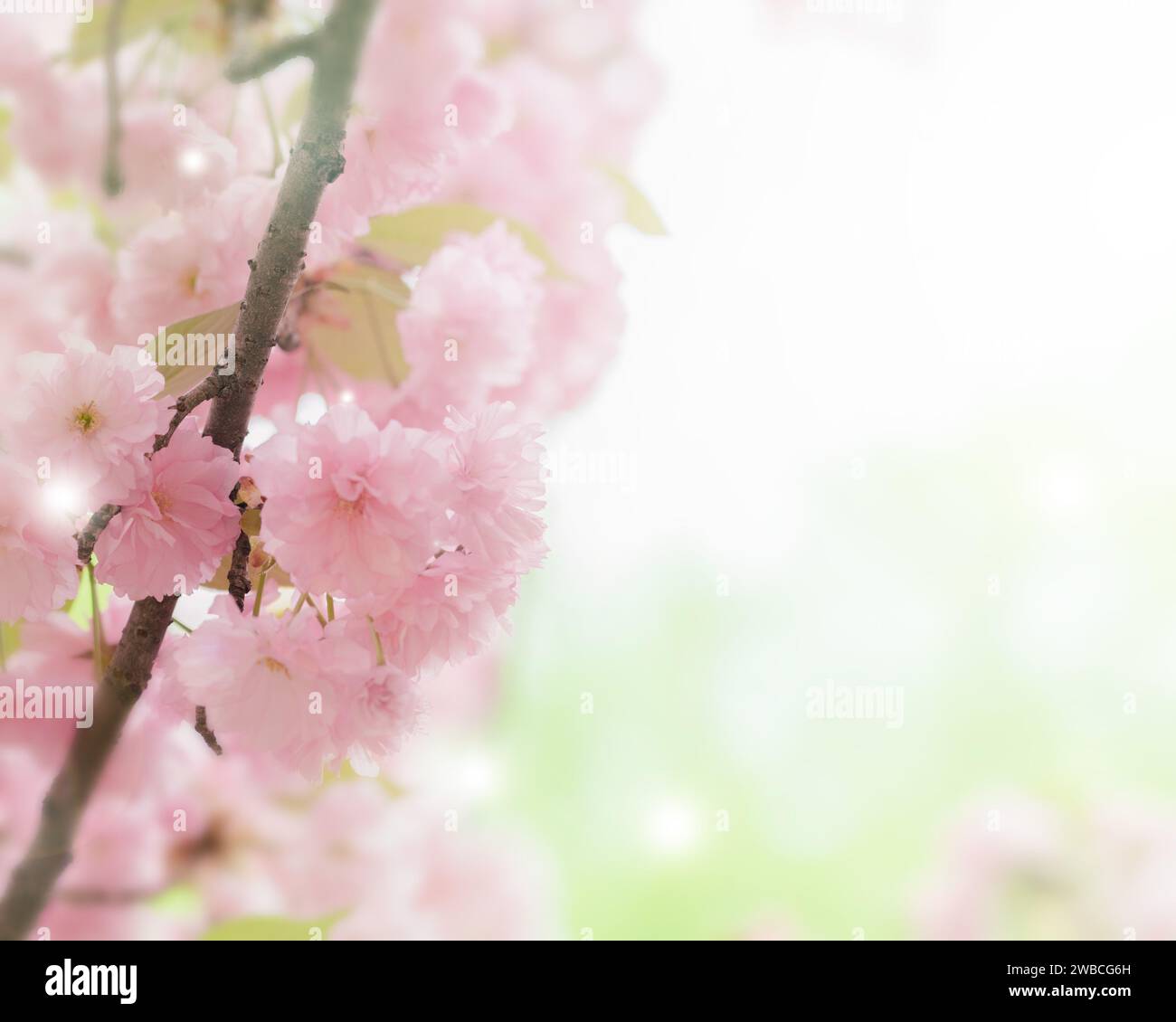 Flower and light; background or texture; spring concept Stock Photo - Alamy