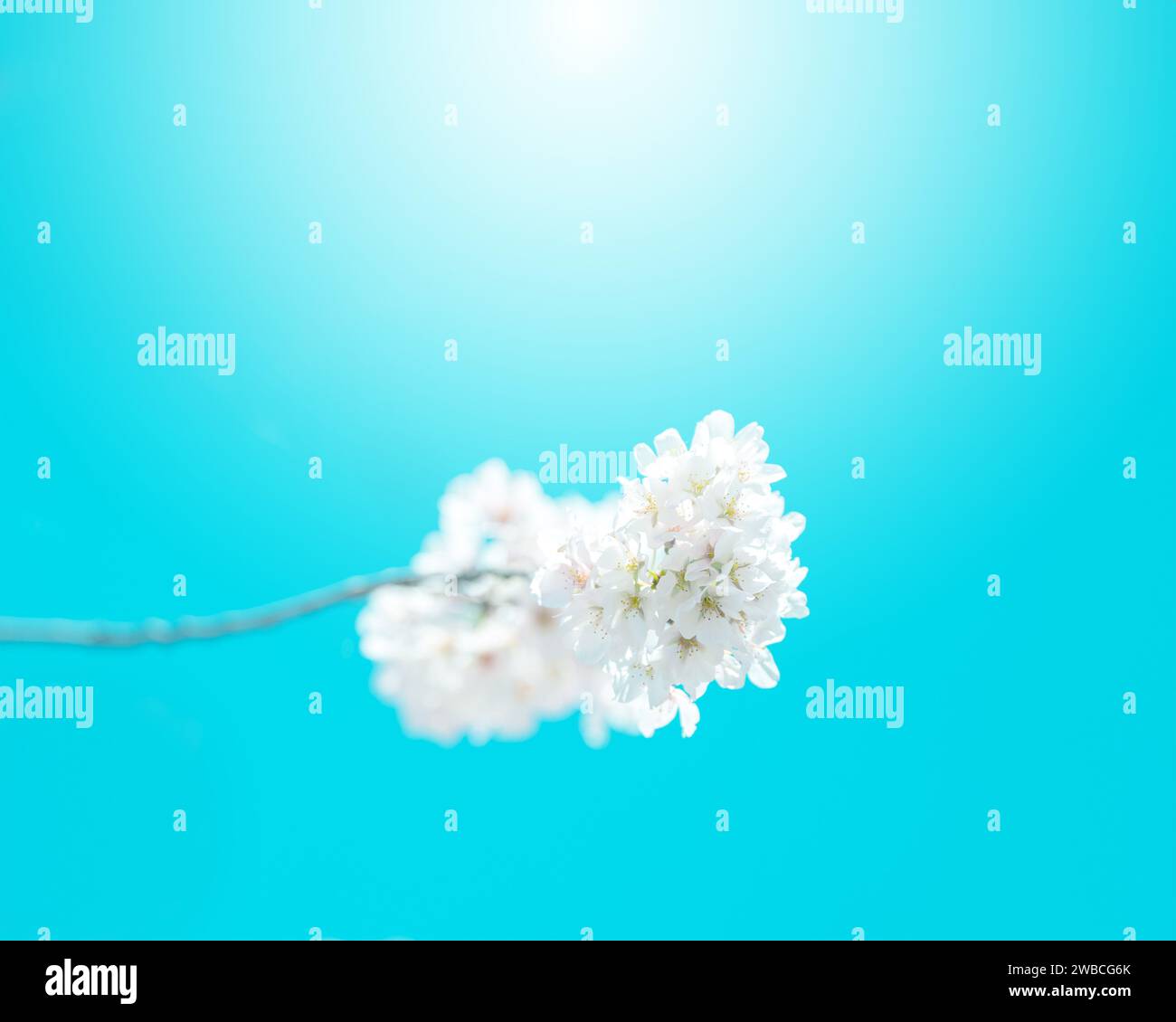 Flower and light; background or texture; spring concept Stock Photo - Alamy