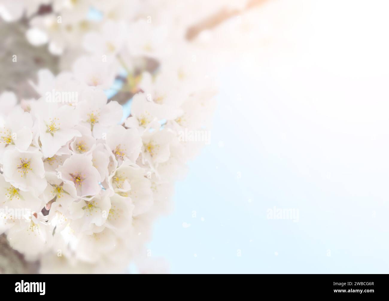 Flower and light; background or texture; spring concept Stock Photo - Alamy