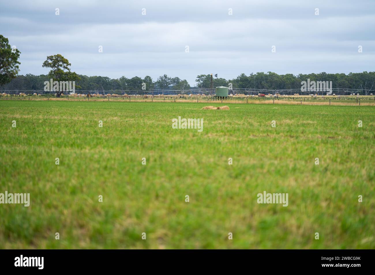 Cattle ranch farming landscape, with rolling hills and cows in fields ...