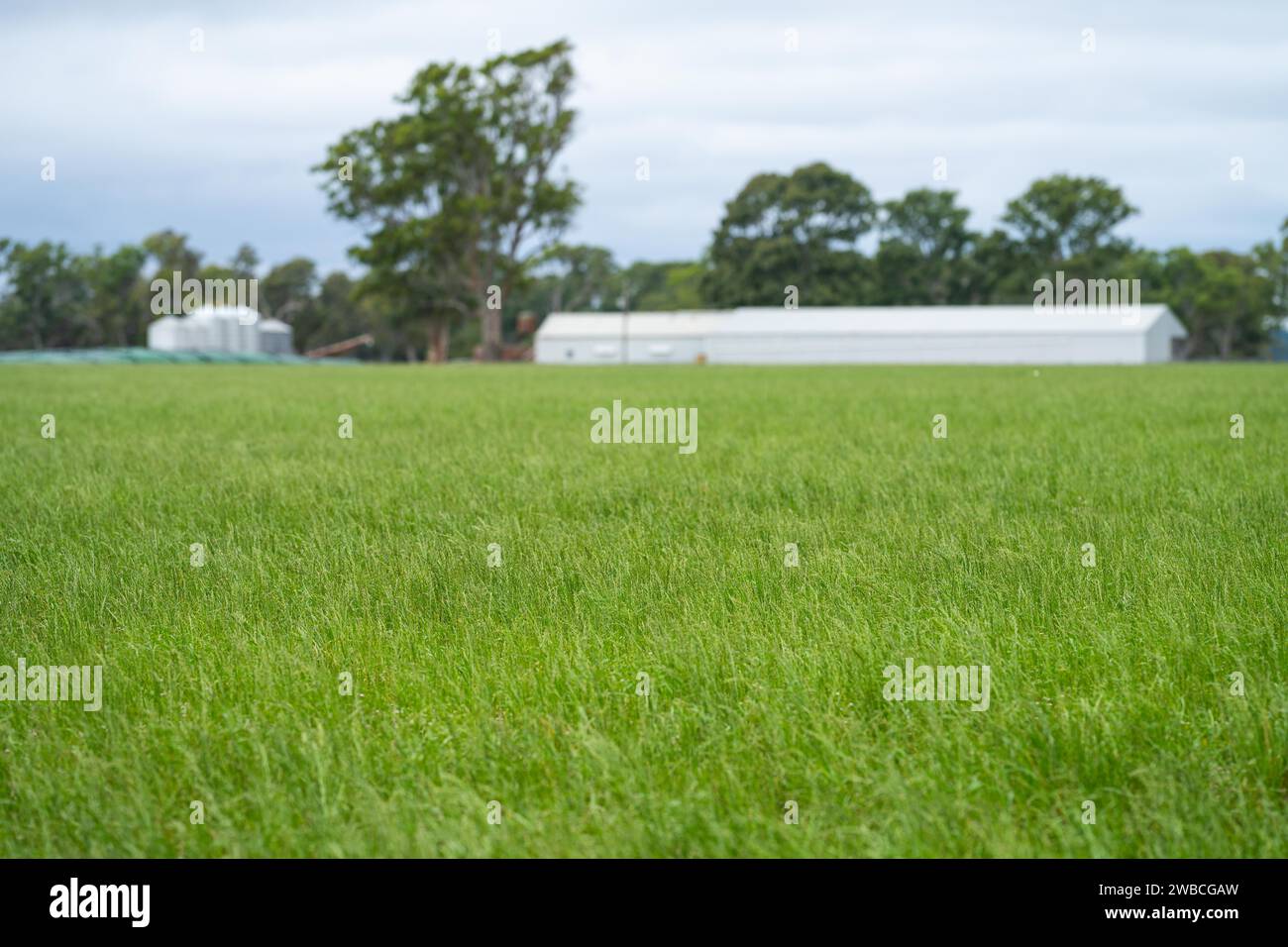 Cattle ranch farming landscape, with rolling hills and cows in fields ...