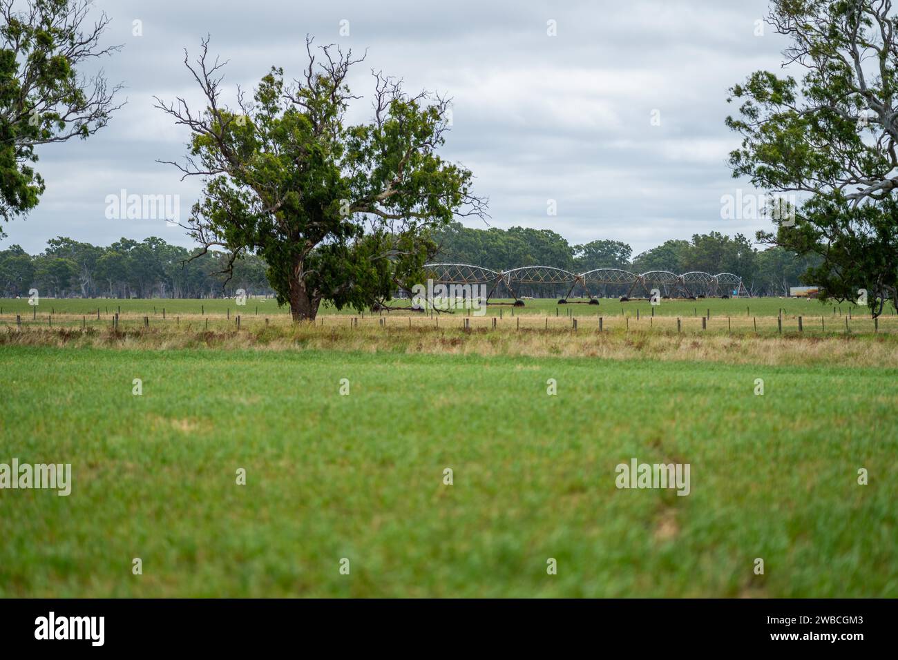 Cattle ranch farming landscape, with rolling hills and cows in fields ...
