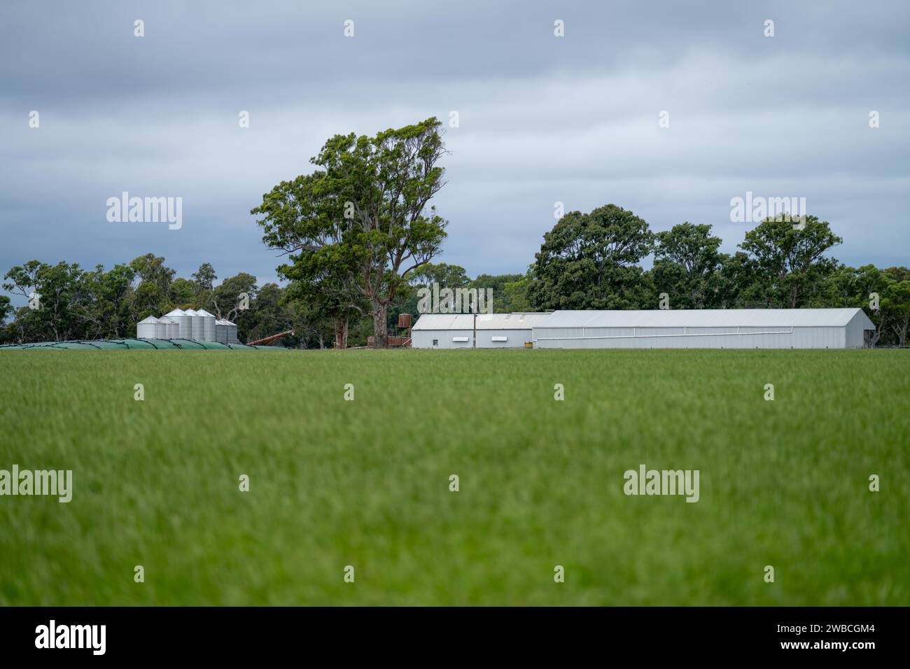 Cattle ranch farming landscape, with rolling hills and cows in fields ...