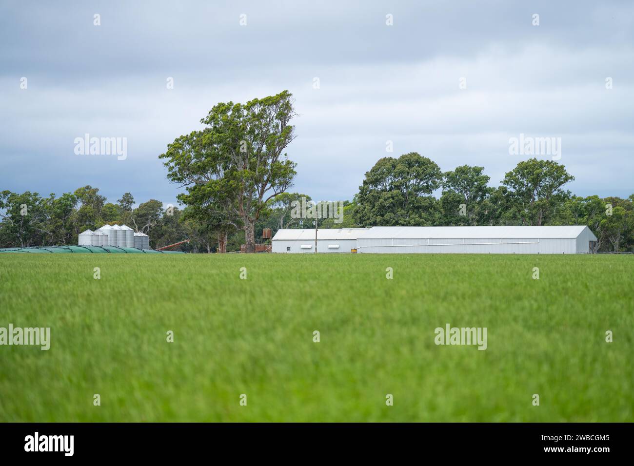 Cattle ranch farming landscape, with rolling hills and cows in fields ...