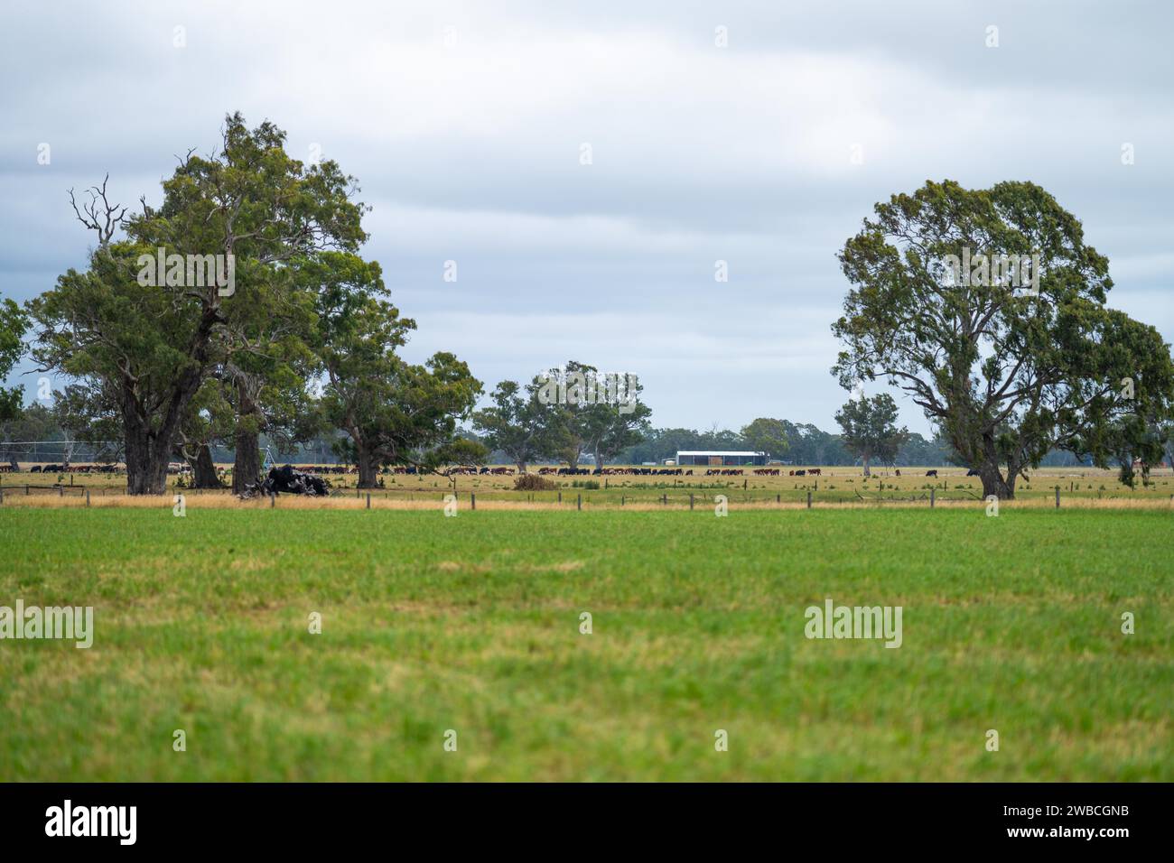 beautiful green field with trees and lush green pasture growing Stock ...