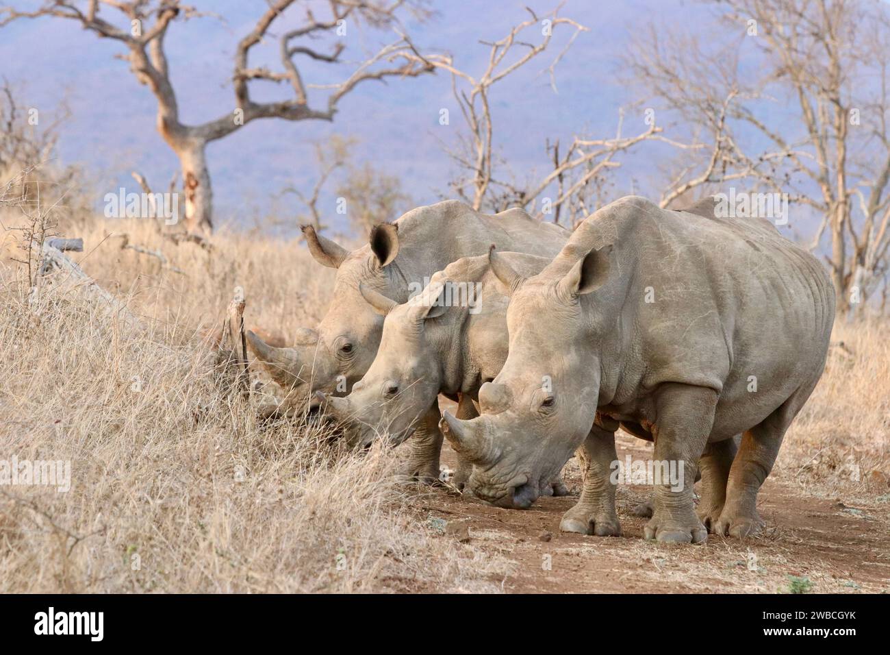 three white rhino's in the early morning sunlight Stock Photo - Alamy