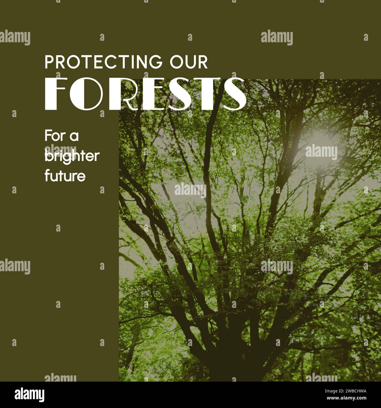 Composite of protecting our forests for a brighter future text, sun ...