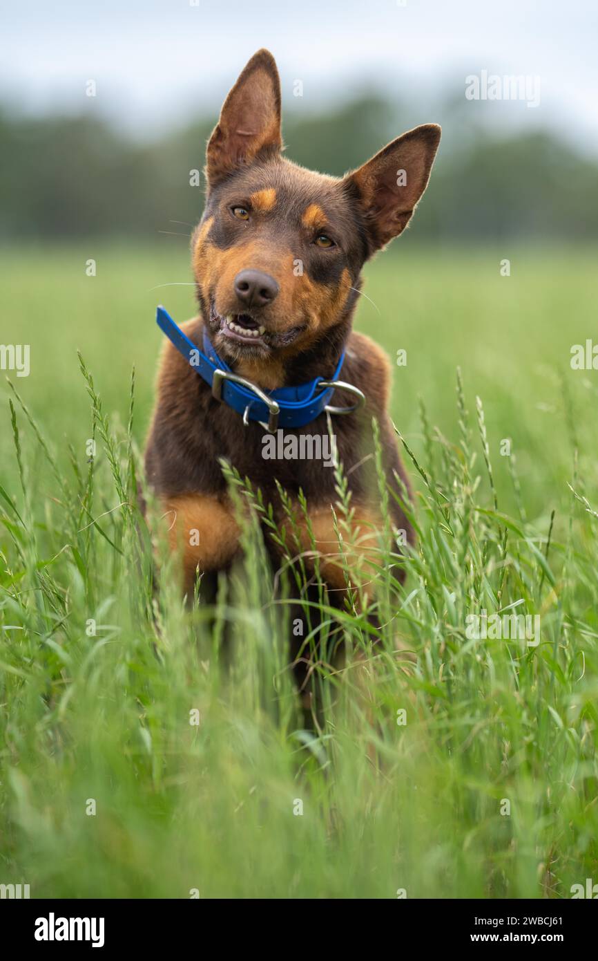 farm dog in a green field of grass Stock Photo - Alamy