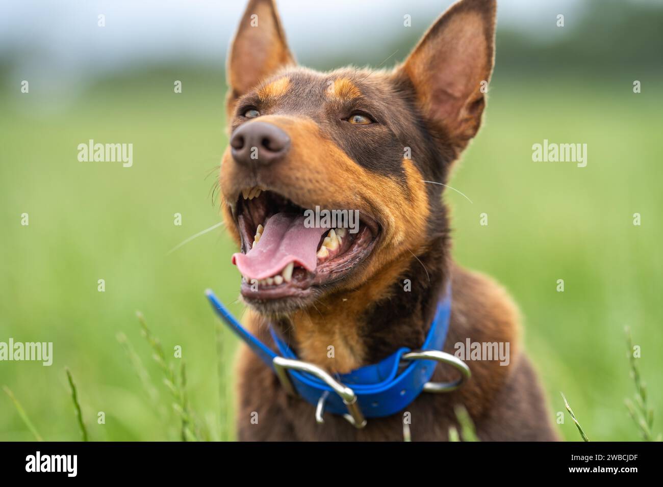 farm dog in a green field of grass Stock Photo - Alamy