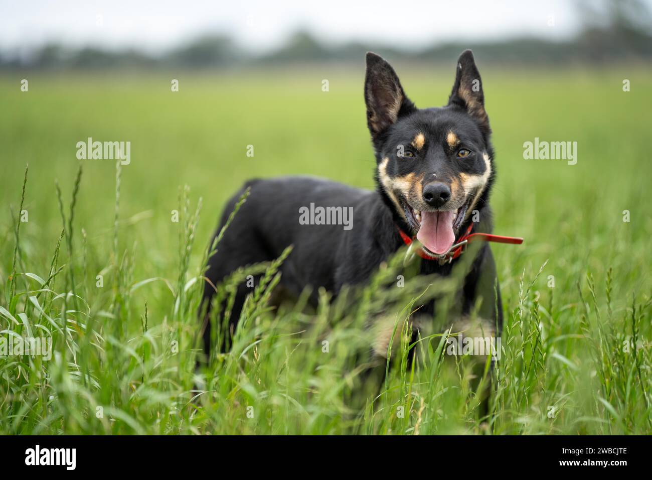 farm dog in a green field of grass Stock Photo - Alamy