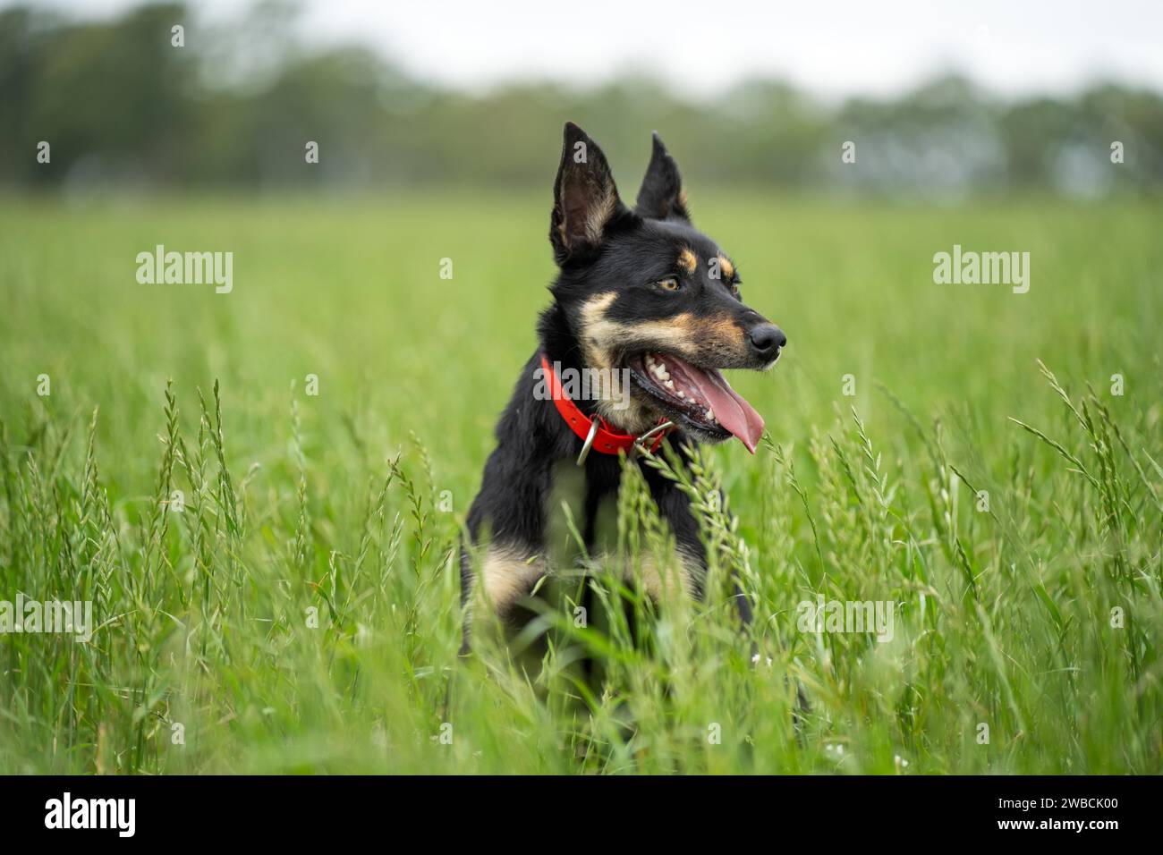 working kelpie dog on a farm in zew zealand Stock Photo - Alamy