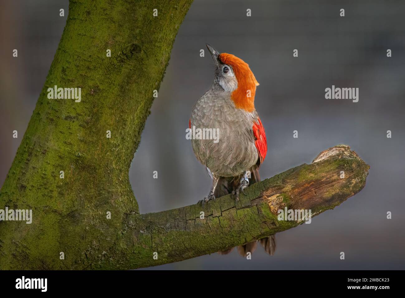 Red tailed laughing thrush hi-res stock photography and images - Alamy