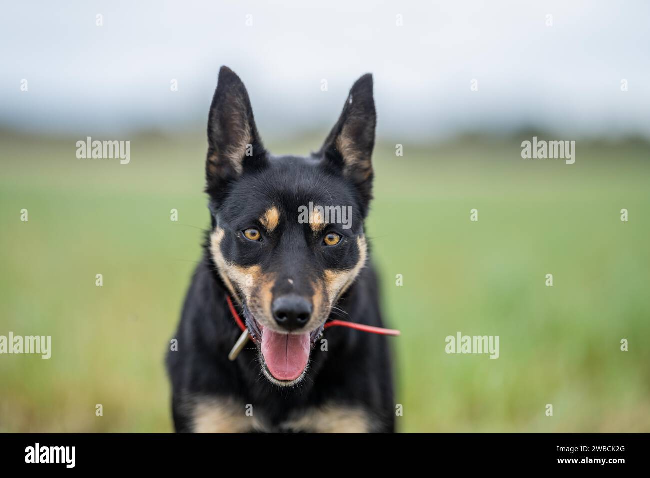 farm dog in a green field of grass Stock Photo - Alamy