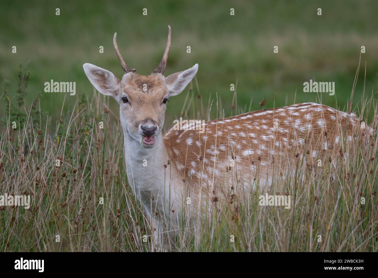A close up of a young fallow deer buck called a pricket. Standing in ...