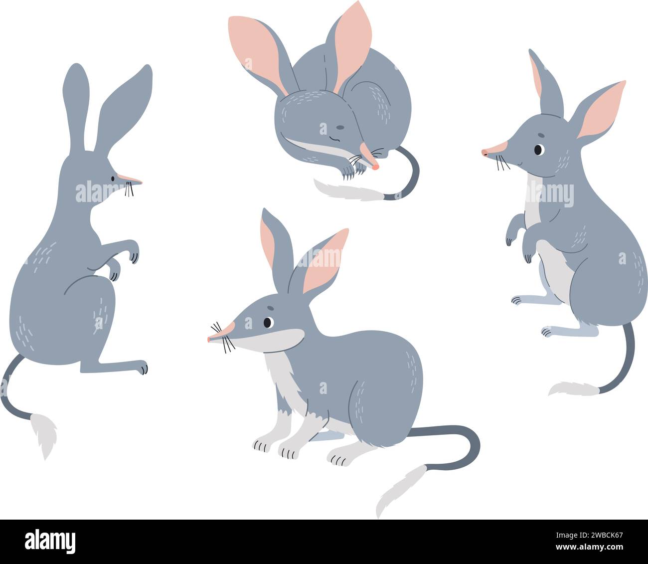 Australian bilbies collection. Cute wild mammal. Vector illustration in ...