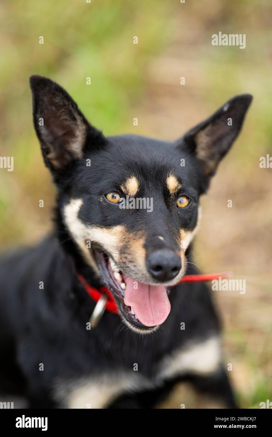 farm dog in a green field of grass Stock Photo - Alamy