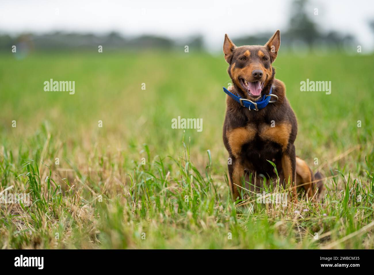 Black tan australian kelpie dog hi-res stock photography and images - Alamy
