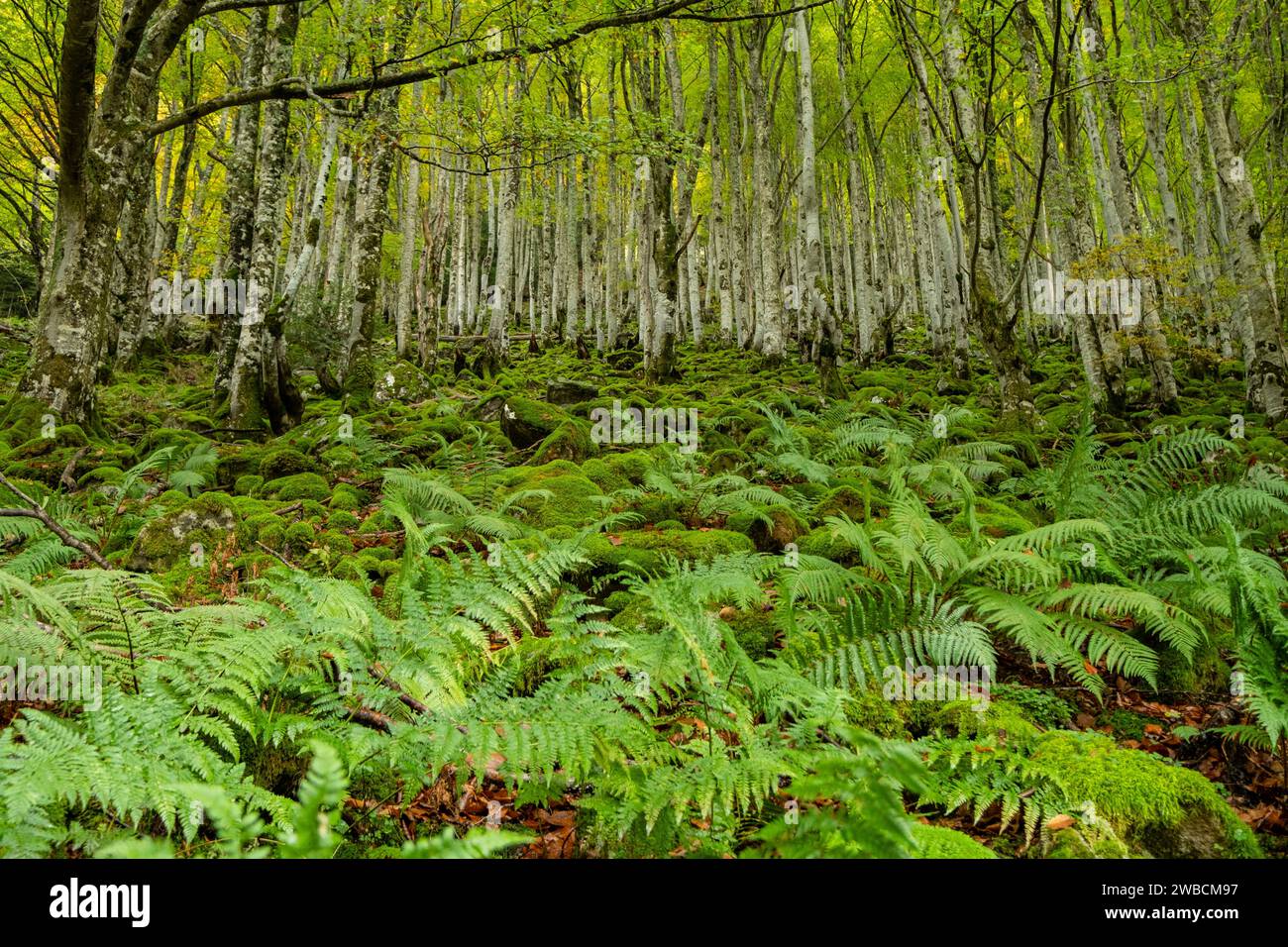 Bordes de color hi-res stock photography and images - Alamy