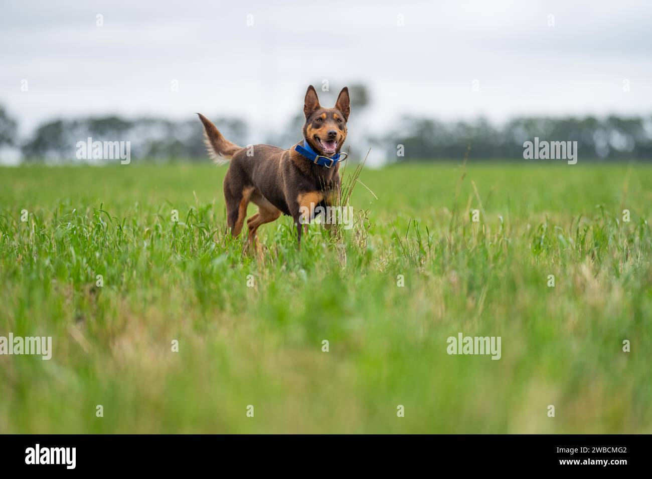 portrait of a brown working kelpie dog sitting in grass on a farm Stock ...