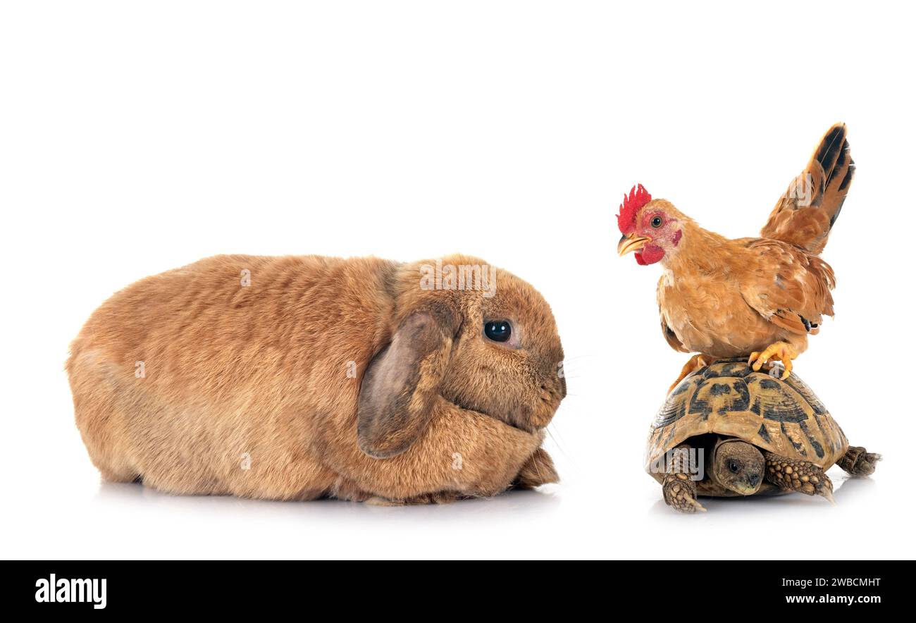 rabbit turtle, and chicken in front of white background Stock Photo - Alamy