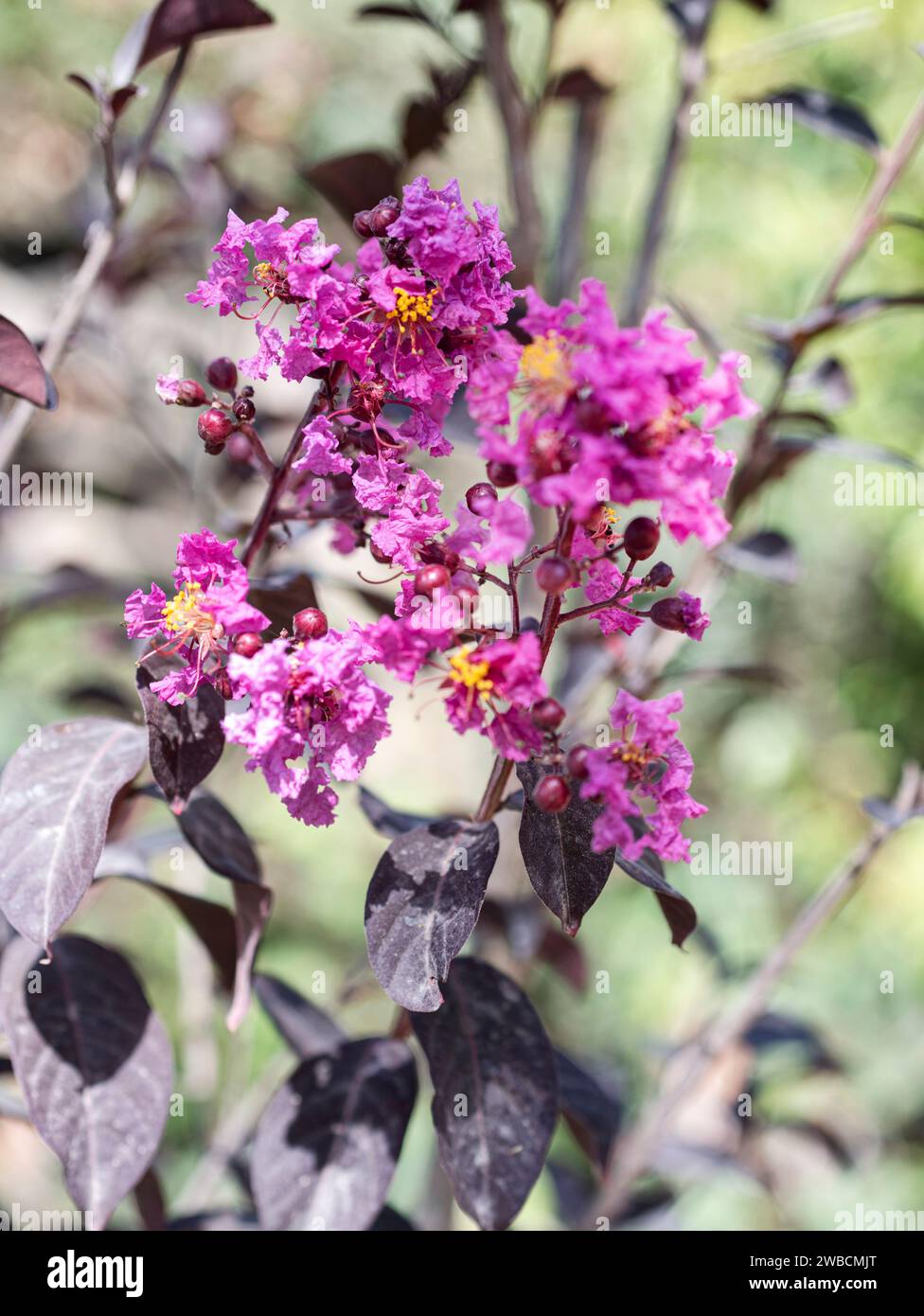 pink Lagerstroemia with purple leaf in a garden Stock Photo - Alamy