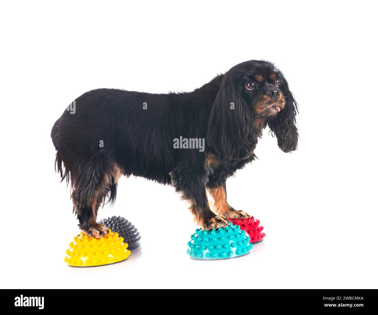 cavalier king charles in front of white background Stock Photo - Alamy
