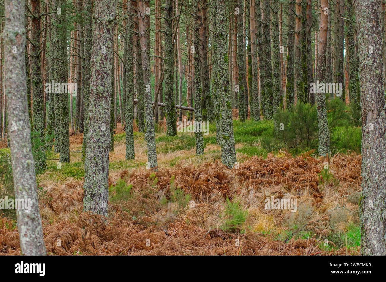 Forest floor covered in pine hi-res stock photography and images - Alamy