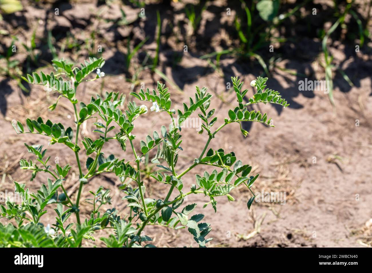 Chickpeas growing in an organic garden hi-res stock photography and ...