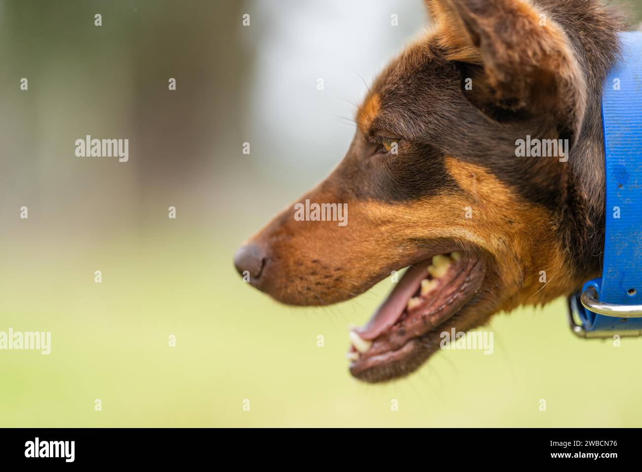 working kelpie dog on a farm in zew zealand Stock Photo - Alamy