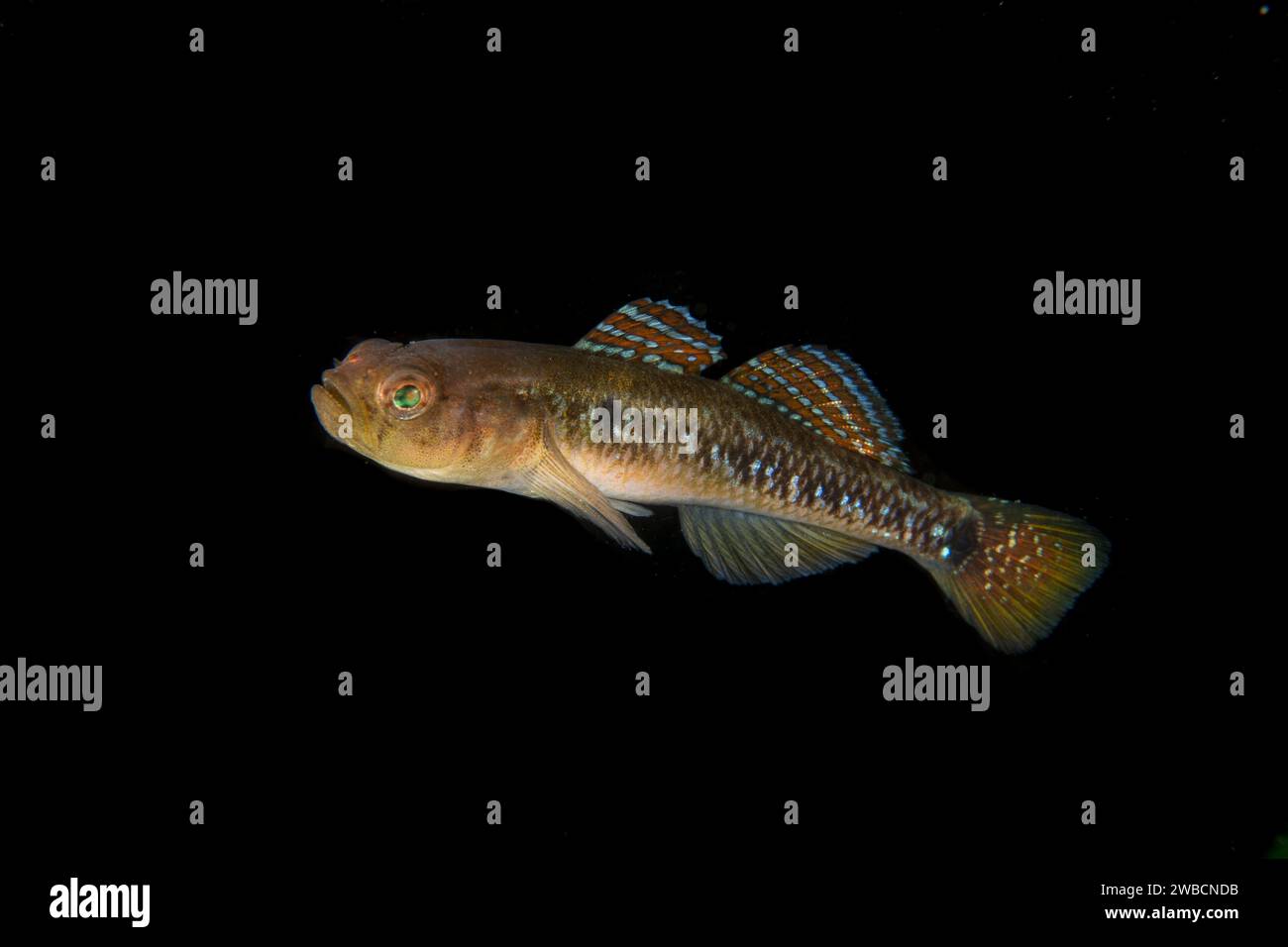 Two spotted goby Stock Photo - Alamy