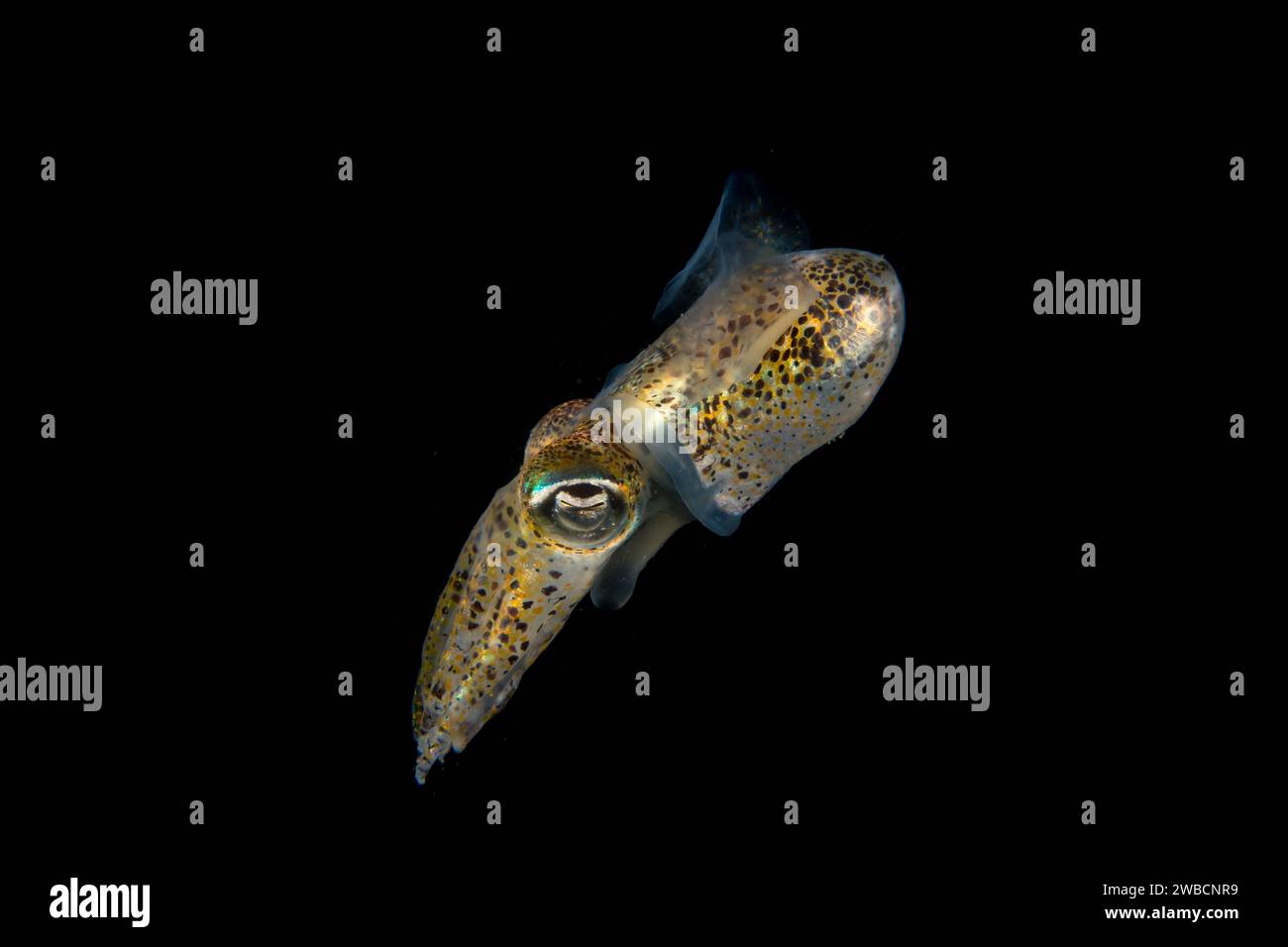 Sepiola atlantica hi-res stock photography and images - Alamy