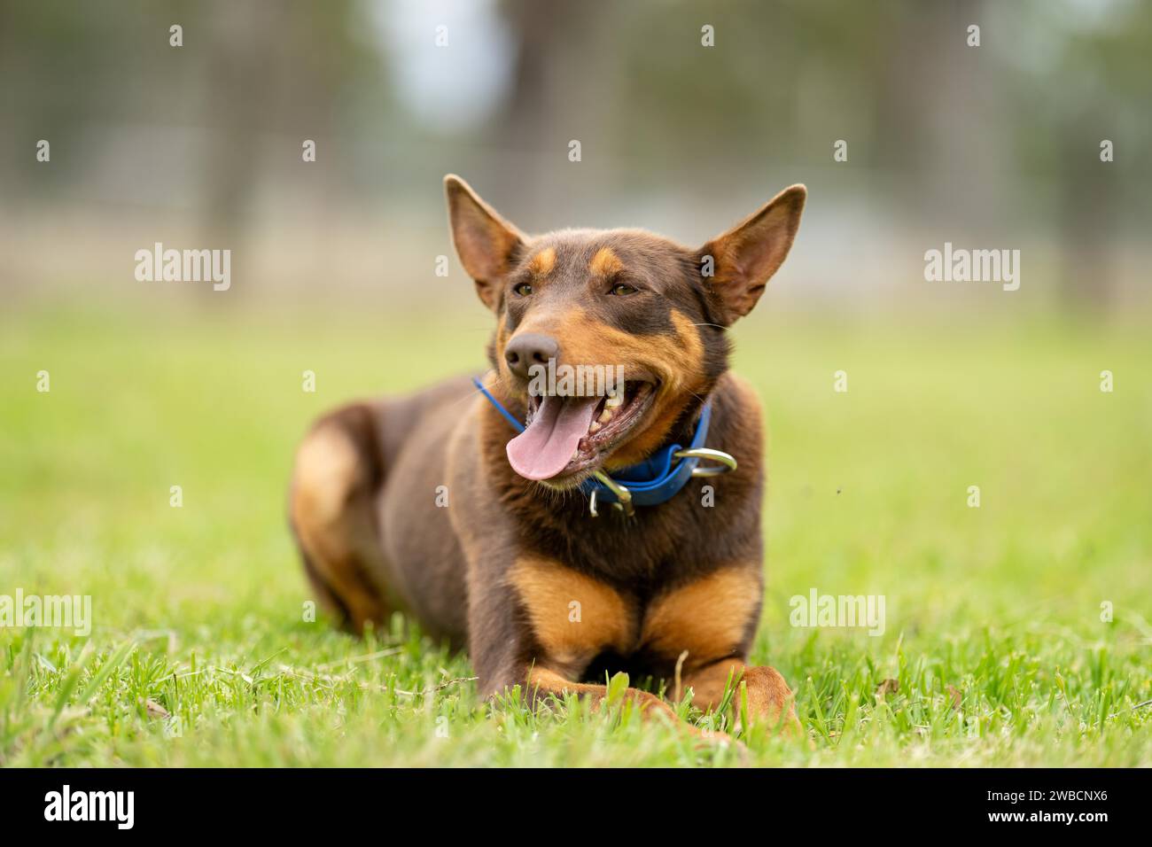working kelpie dog sitting in grass on a farm in Australia in spring ...