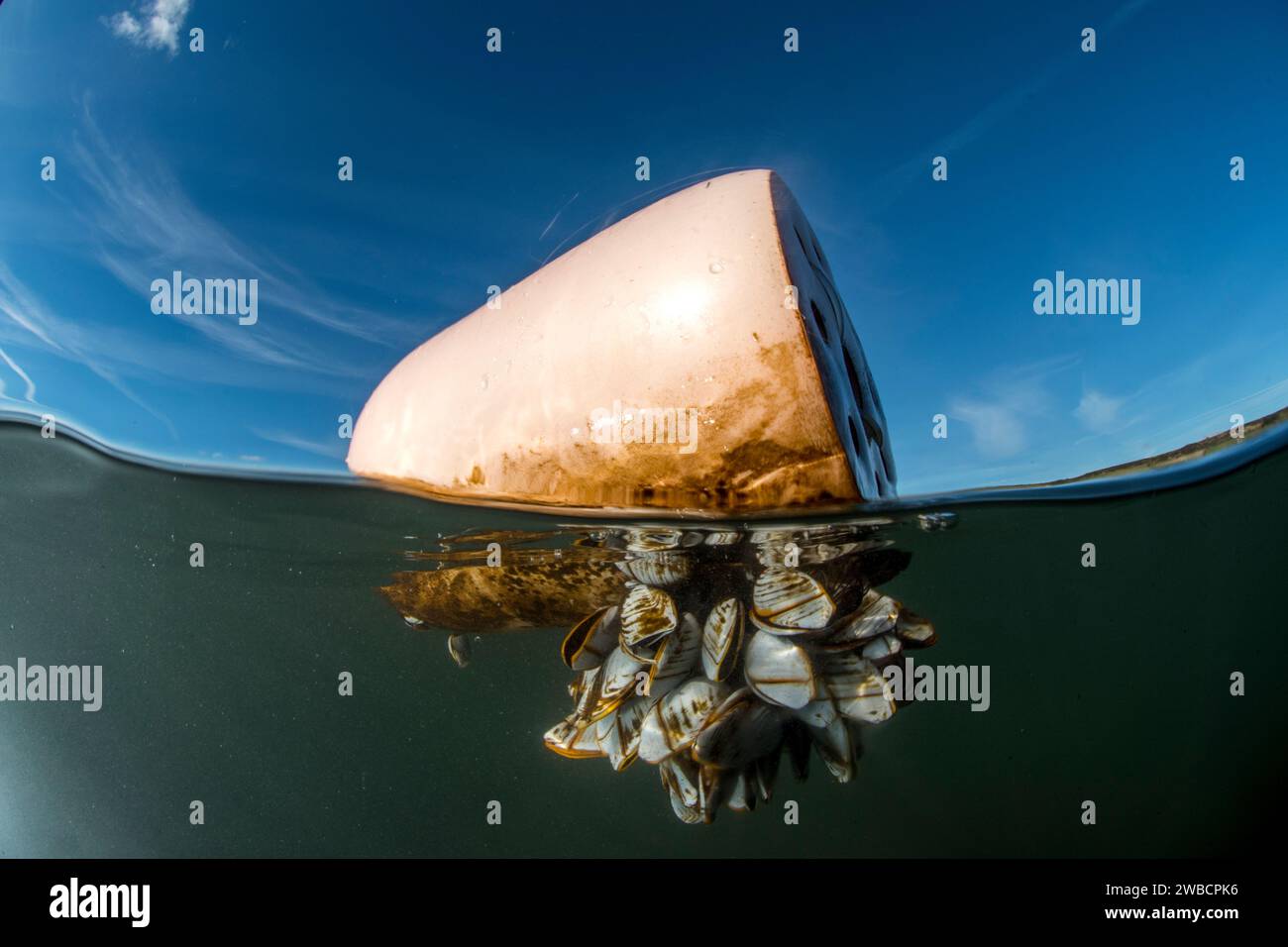 Common goose barnacles hi-res stock photography and images - Alamy