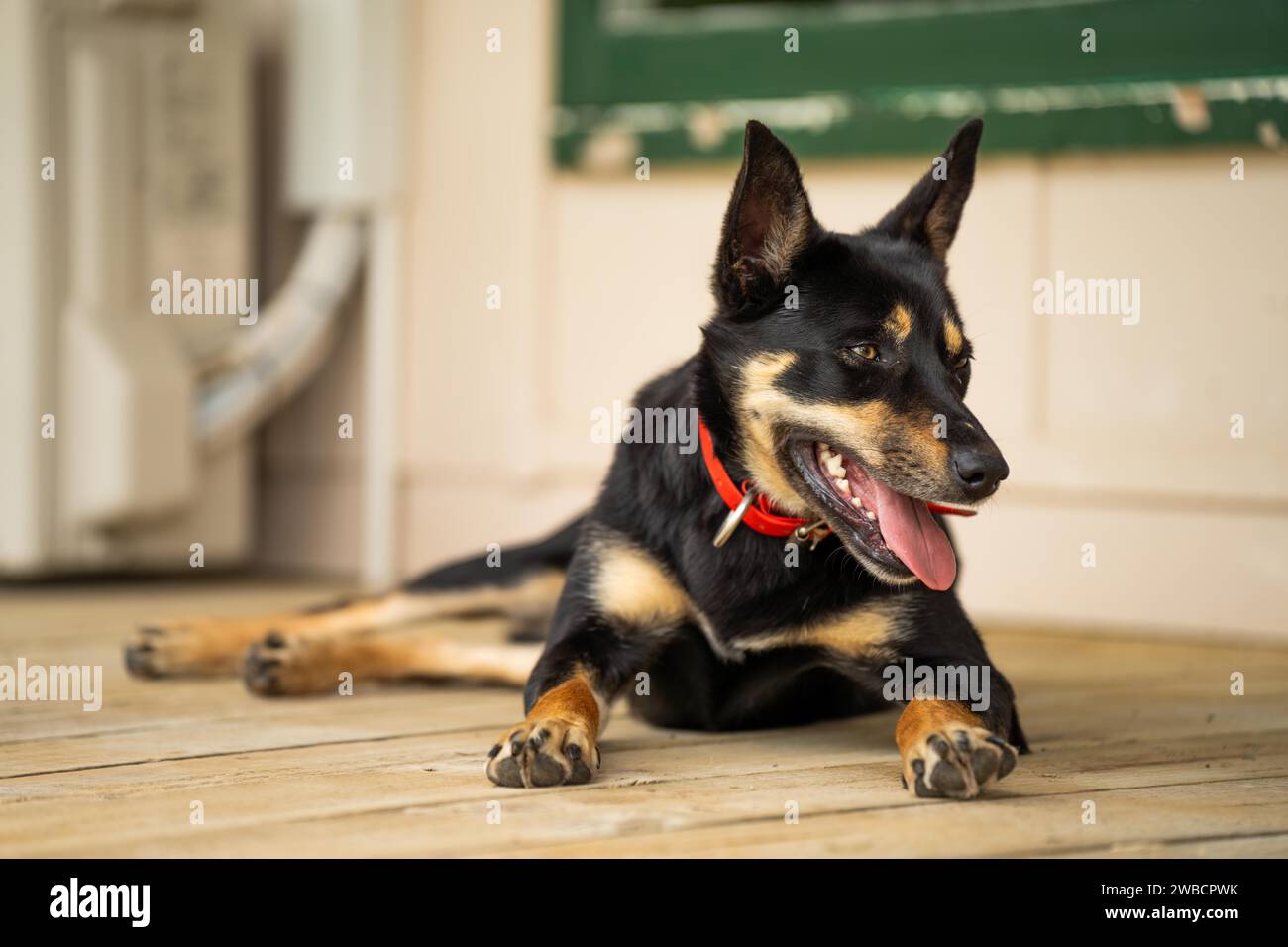 working kelpie dog sitting in grass on a farm in Australia in spring ...