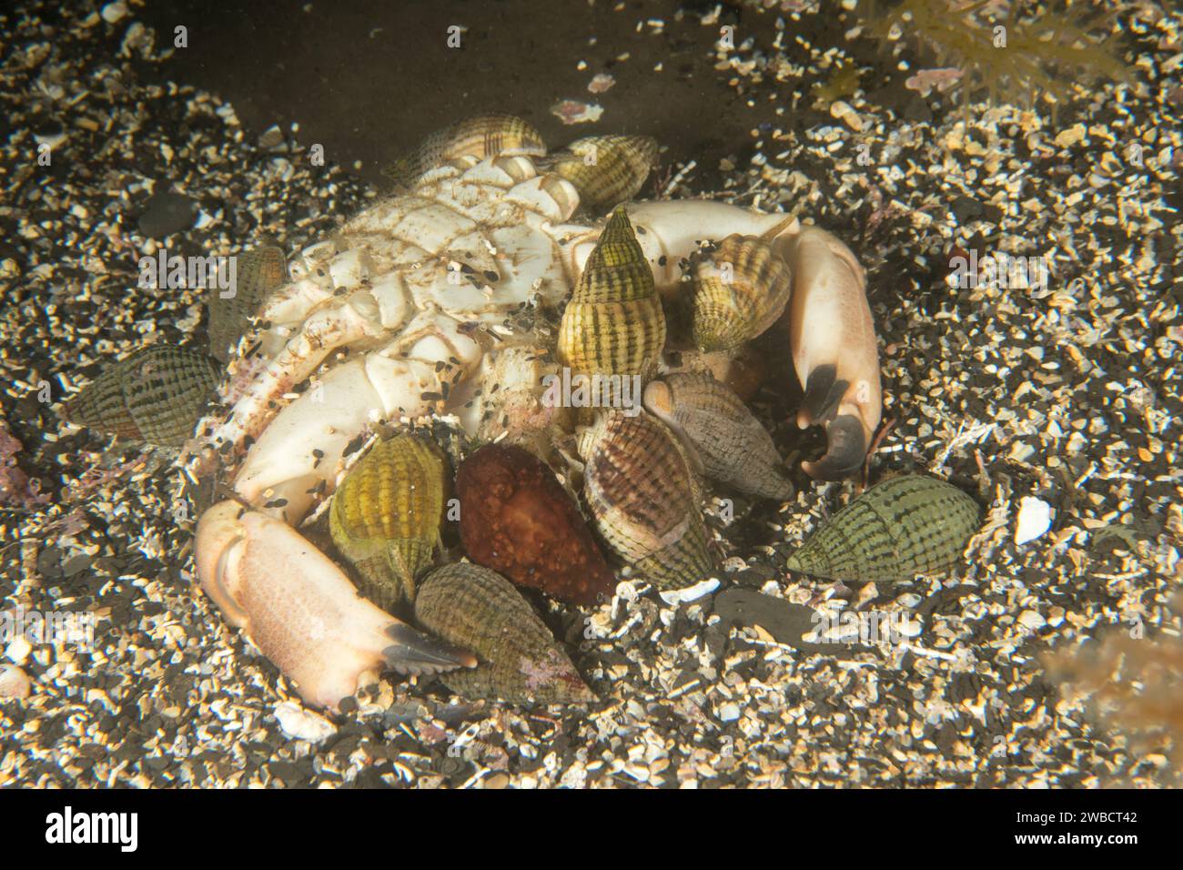 Netted dogwhelks on dead edible crab Stock Photo - Alamy