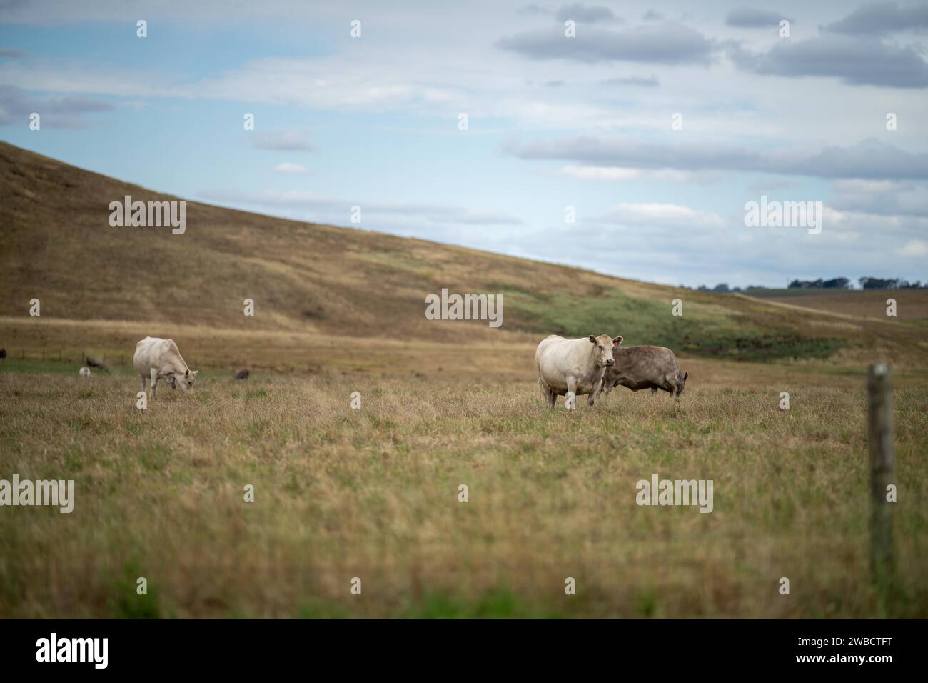 beautiful farming landscape with cows Stock Photo - Alamy