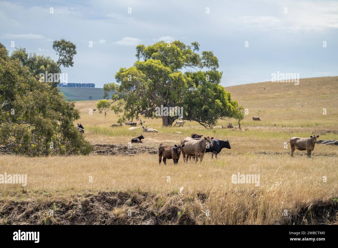 beautiful farming landscape with cows Stock Photo - Alamy