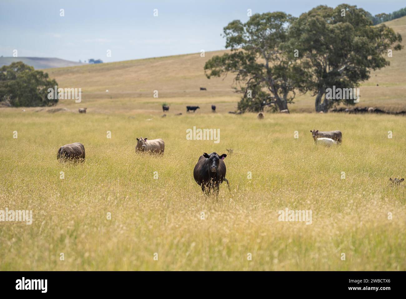 beautiful farming landscape with cows Stock Photo - Alamy