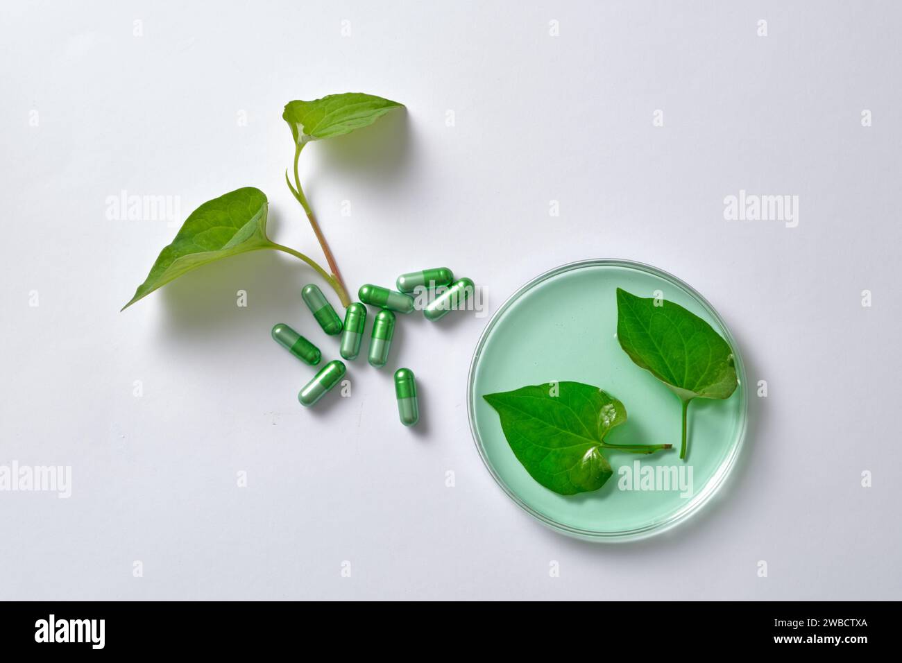 Advertising photo with fresh fish mint leaves and pills decorated on ...