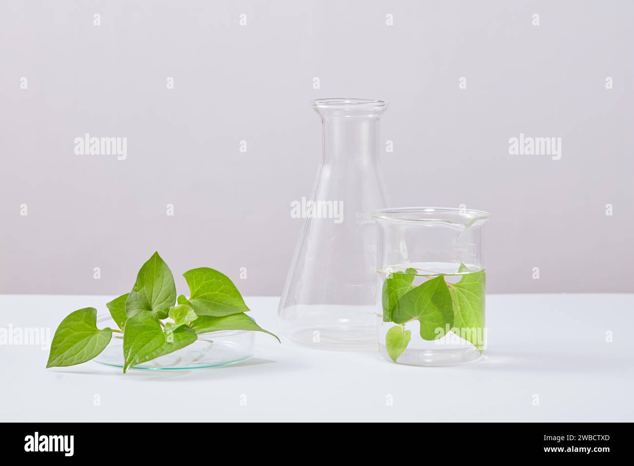 White background for displayed product with fish mint leaves and lab ...