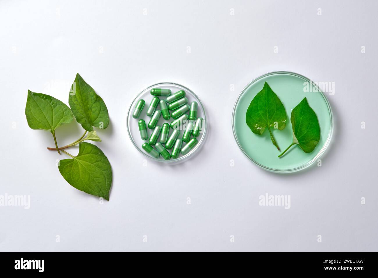 Flat lay of fresh fish mint (Houttuynia cordata) and capsules pills and ...
