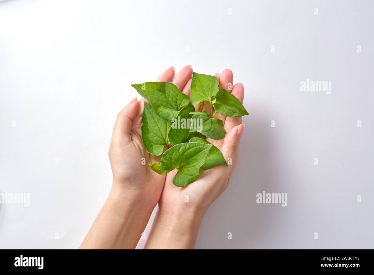 On a white background, fresh fish mint leaves are being held in a woman ...