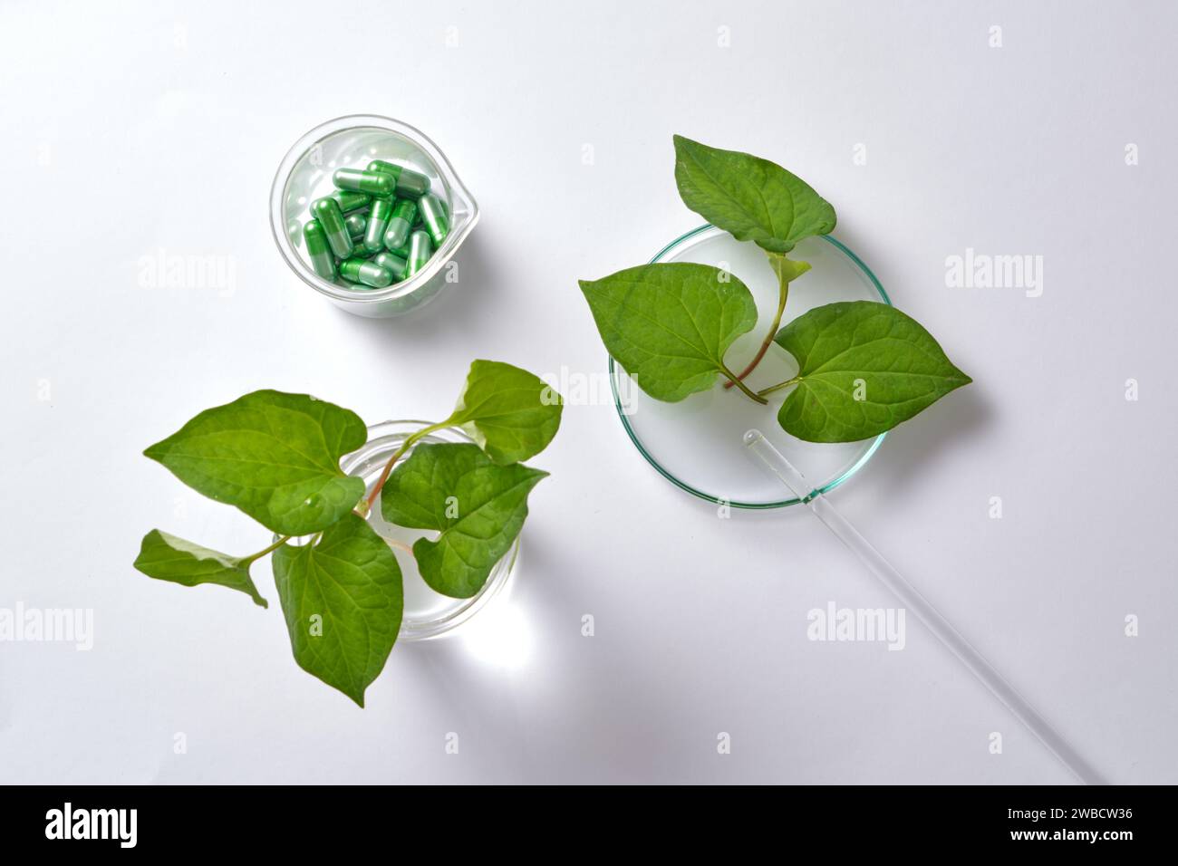 On a light background, fish mint leaves and capsules decorated with lab ...