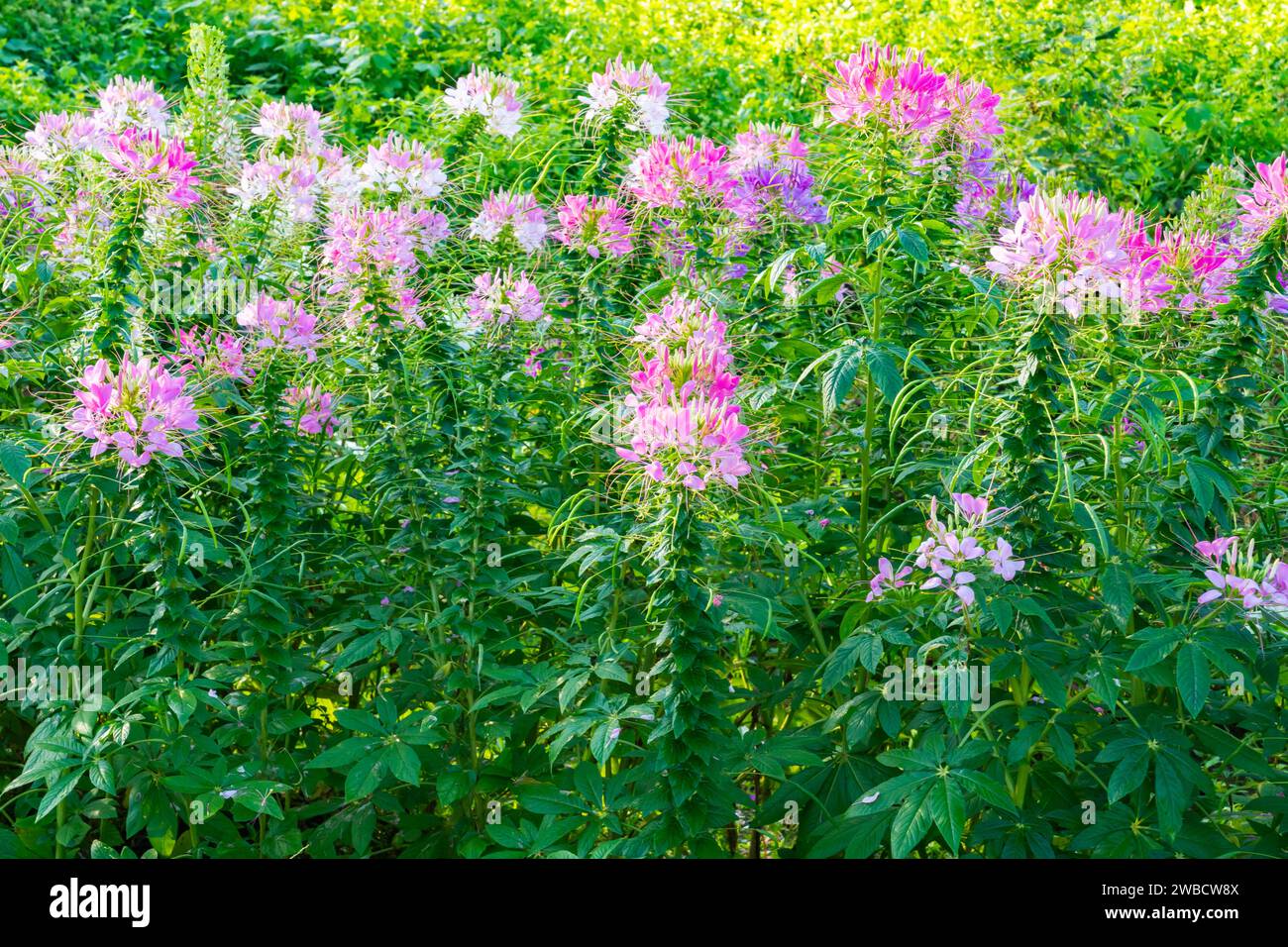 Colorful spider hi-res stock photography and images - Alamy